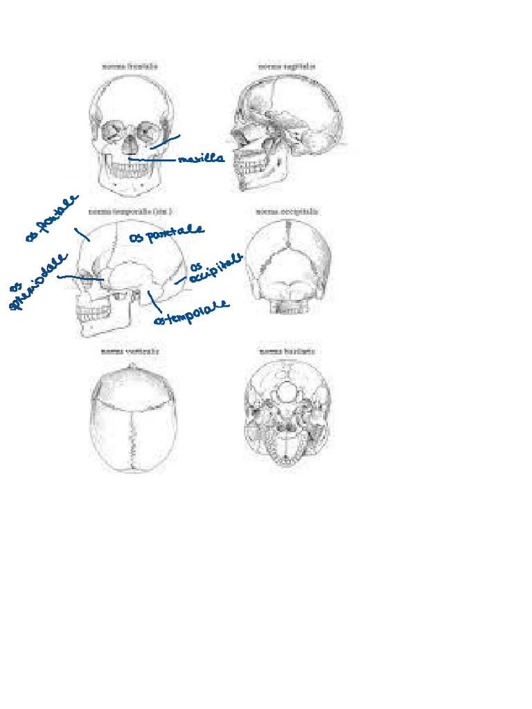 Csontok Felismerése | PDF