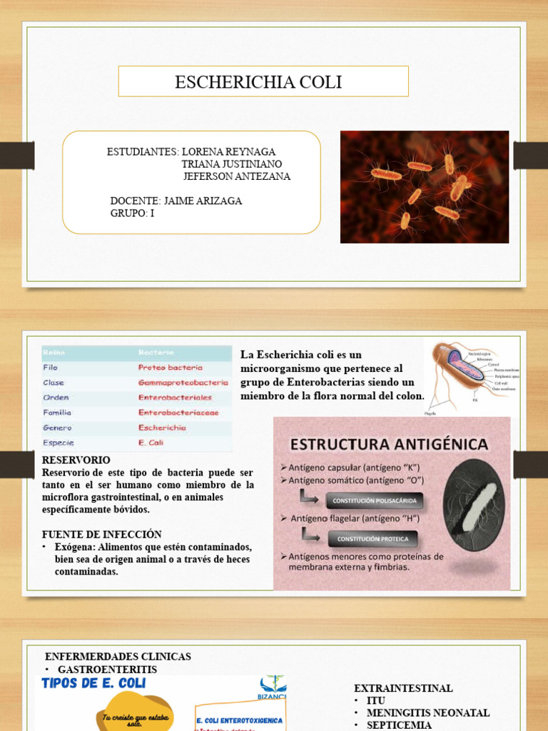 Escherichia Coli | PDF | Escherichia coli | Diarrea