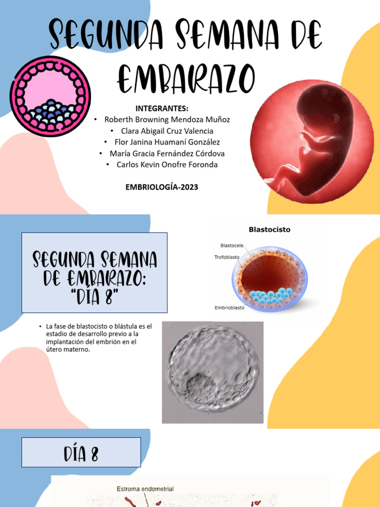 Embriologia 1 Segunda Semana de Embarazo | PDF | El embarazo | Morfología (biología)