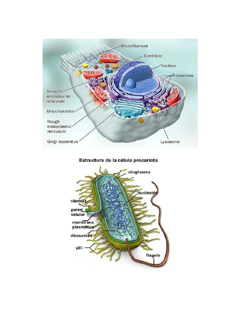 Banc Imatges Citologia I Teixits | PDF