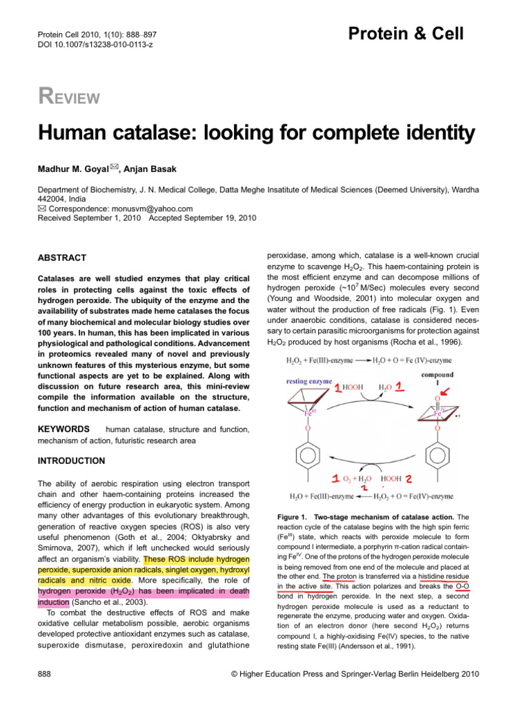 2010 Human Catalase Looking For A Complete Identity | PDF | Catalase ...