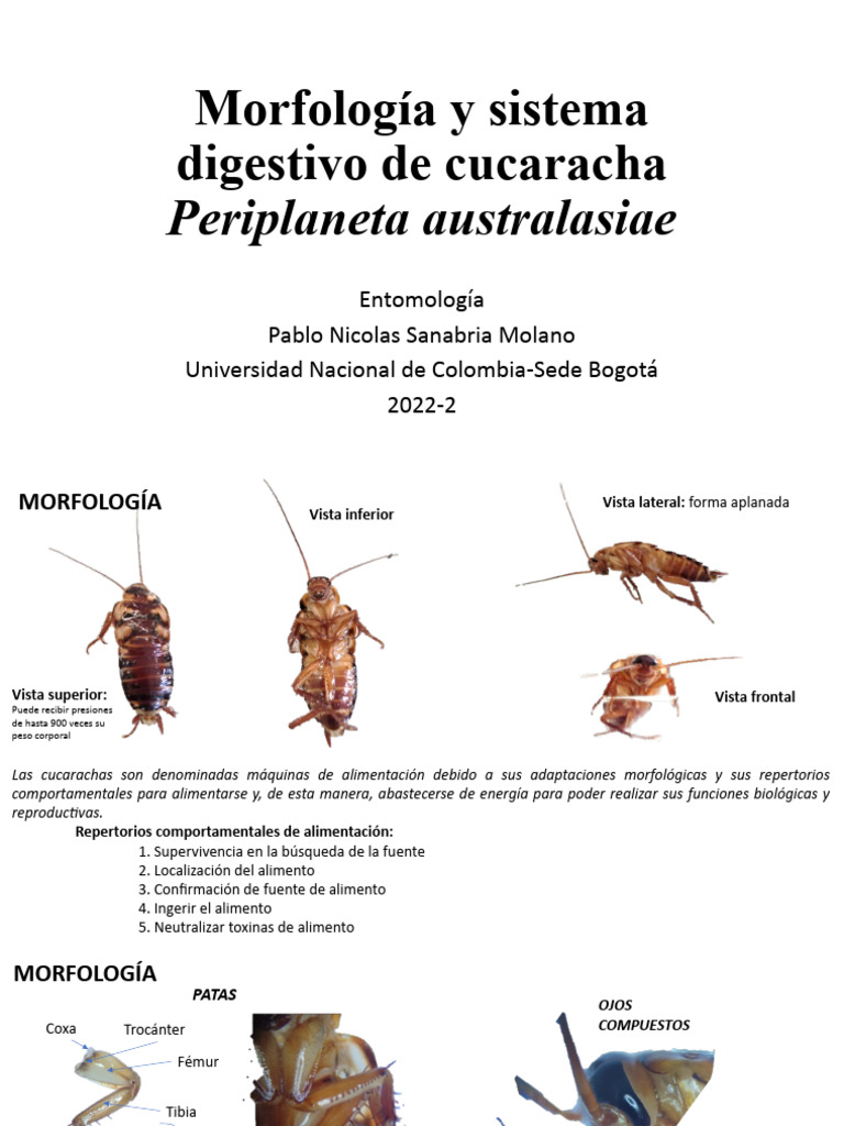 Morfología y digestión de cucarachas | PDF | Insectos | Hexapoda