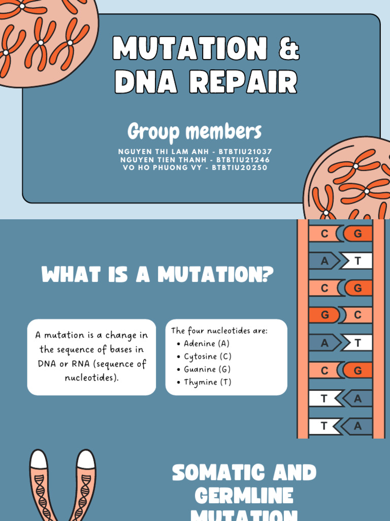 Types and Effects of DNA Mutations | PDF | Mutation | Point Mutation