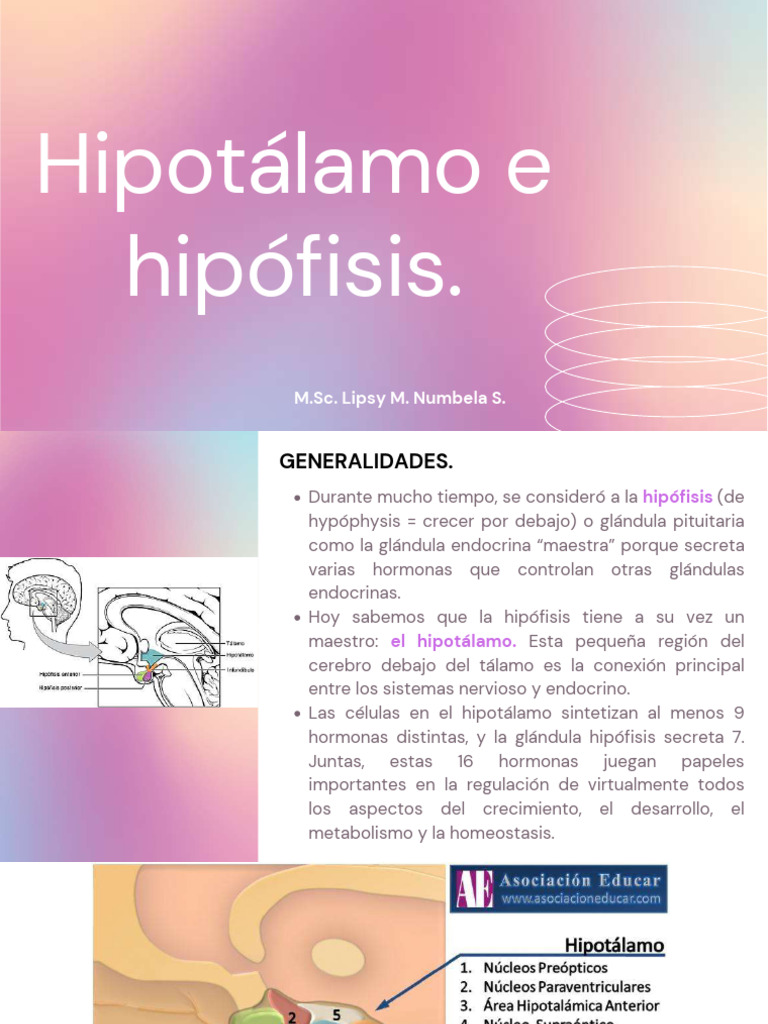 Hipotálamo e Hipófisis. - Compressed | PDF | Glándula pituitaria ...