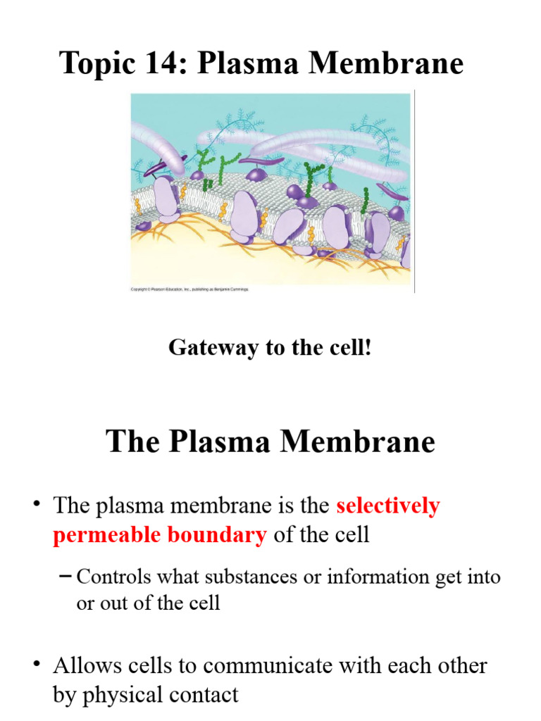 Topic 14 - Plasma Membrane | PDF | Cell Membrane | Osmosis