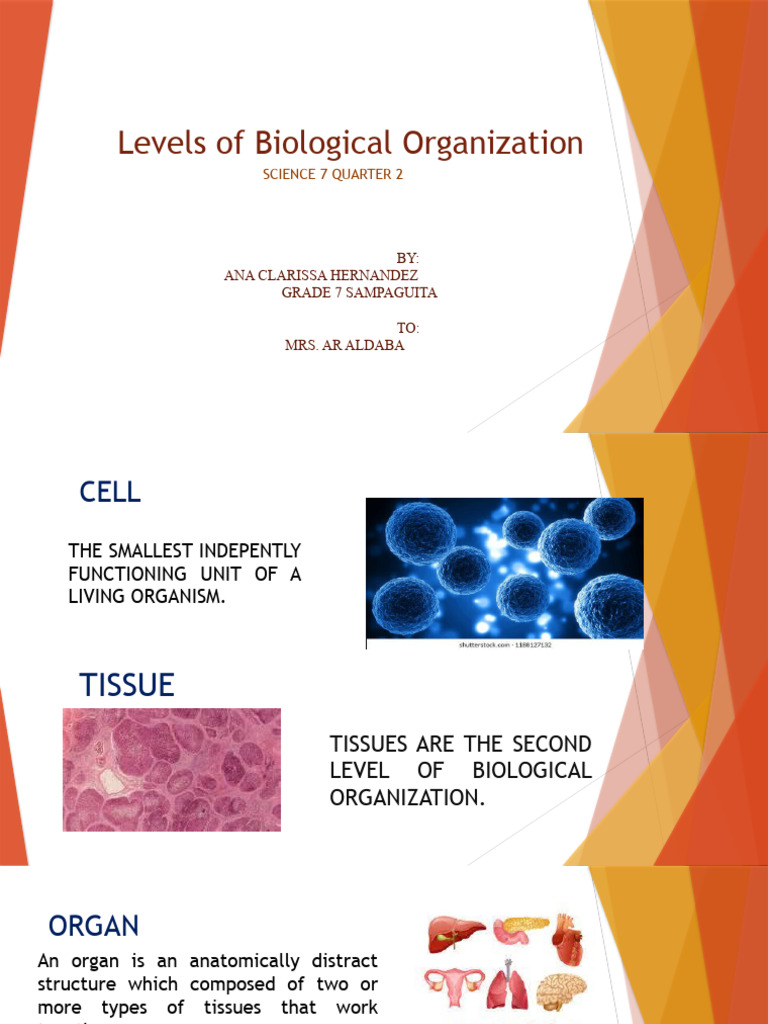 Levels of Biological Organization | PDF | Wellness | Science & Mathematics