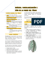 Anatomía y Estructura del Tórax | PDF | Tórax | Vértebra