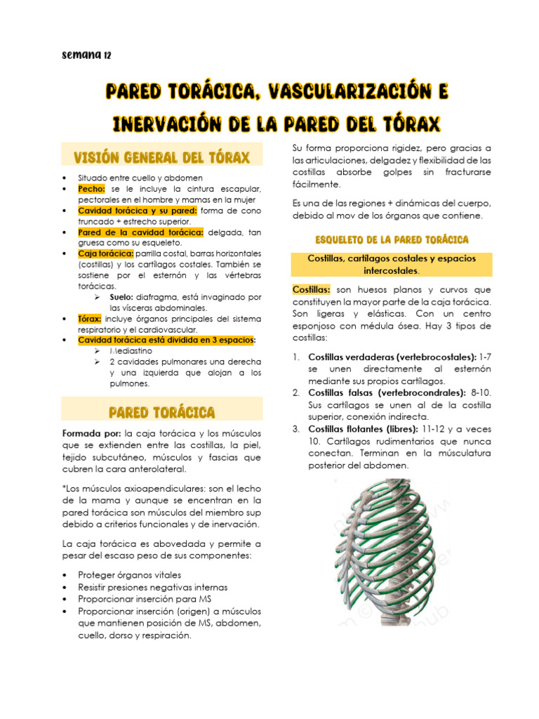 Anatomía y Funciones del Tórax | PDF | Tórax | Vértebra
