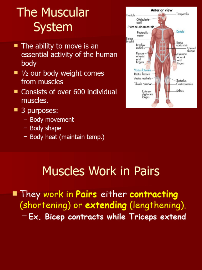 Muscular System - Bio 2 A | PDF | Skeletal Muscle | Muscle Contraction