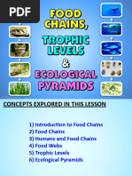 Food Chain Game Ws | PDF