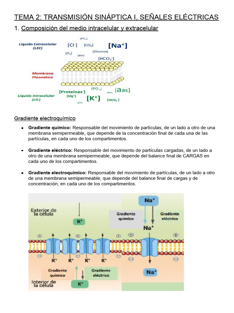 Tema 2 | PDF | Sinapsis | Potencial de acción