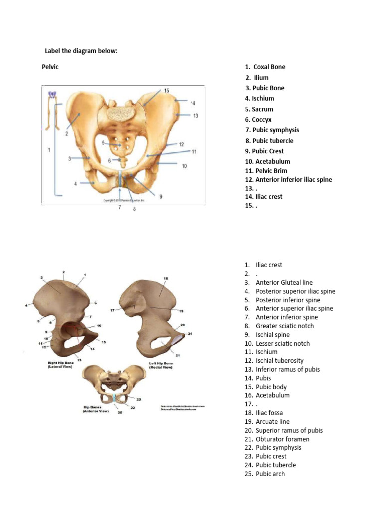 Label (Lower Limb Bone) | PDF | Pelvis | Limbs (Anatomy)