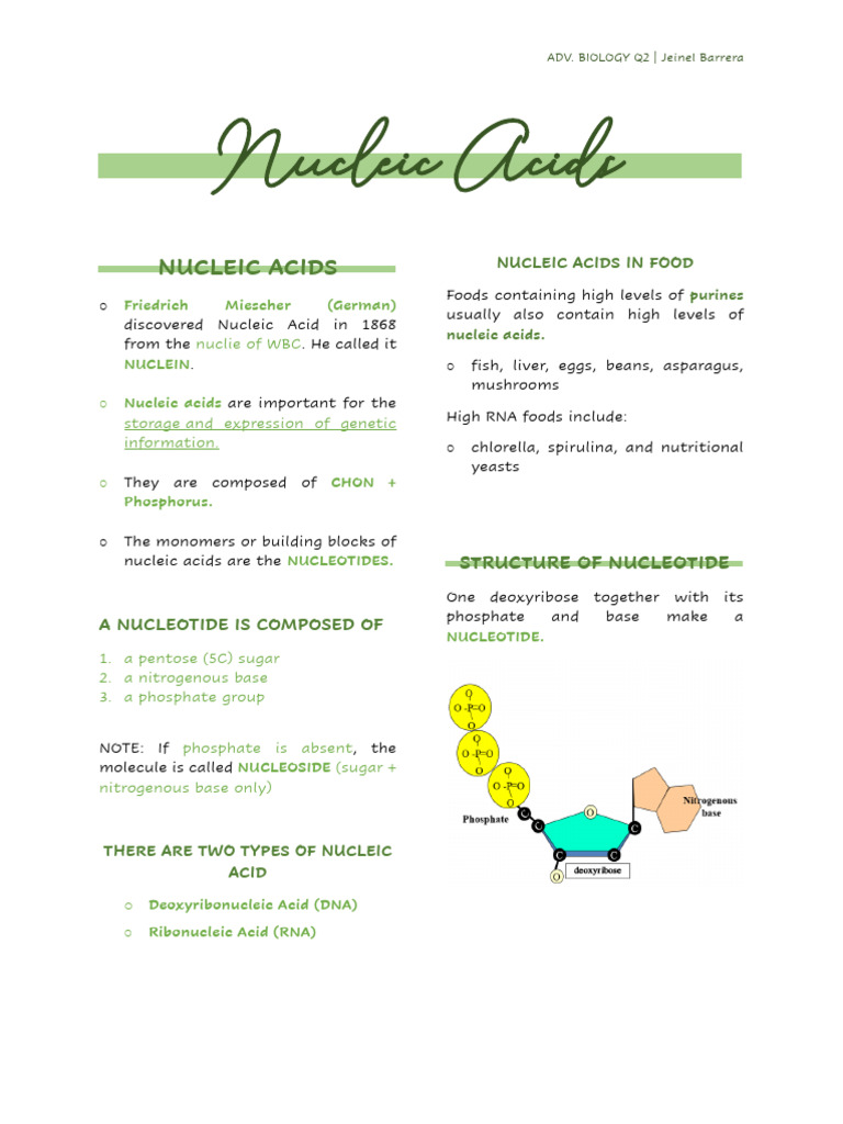 Nucliec Acid Pdf Nucleic Acids Dna