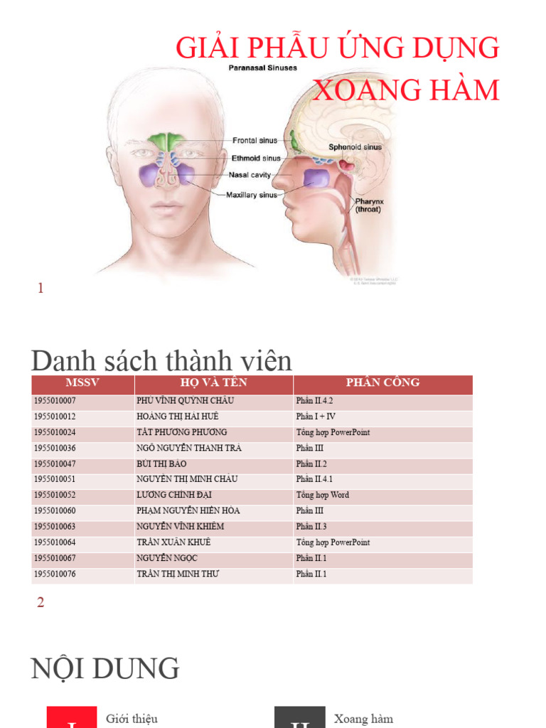 GIẢI PHẪU ỨNG DỤNG XOANG HÀM | PDF