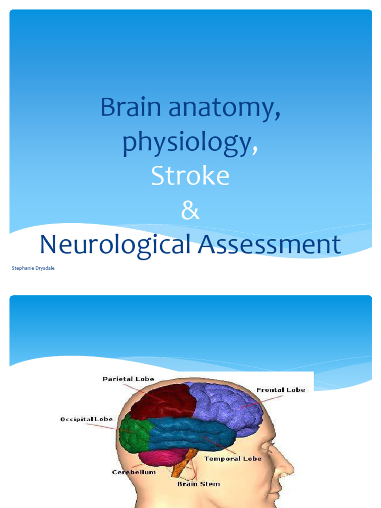 Brain Anatomy Physiology Stroke Neurological Assessment | PDF | Organ (Anatomy) | Neuroscience