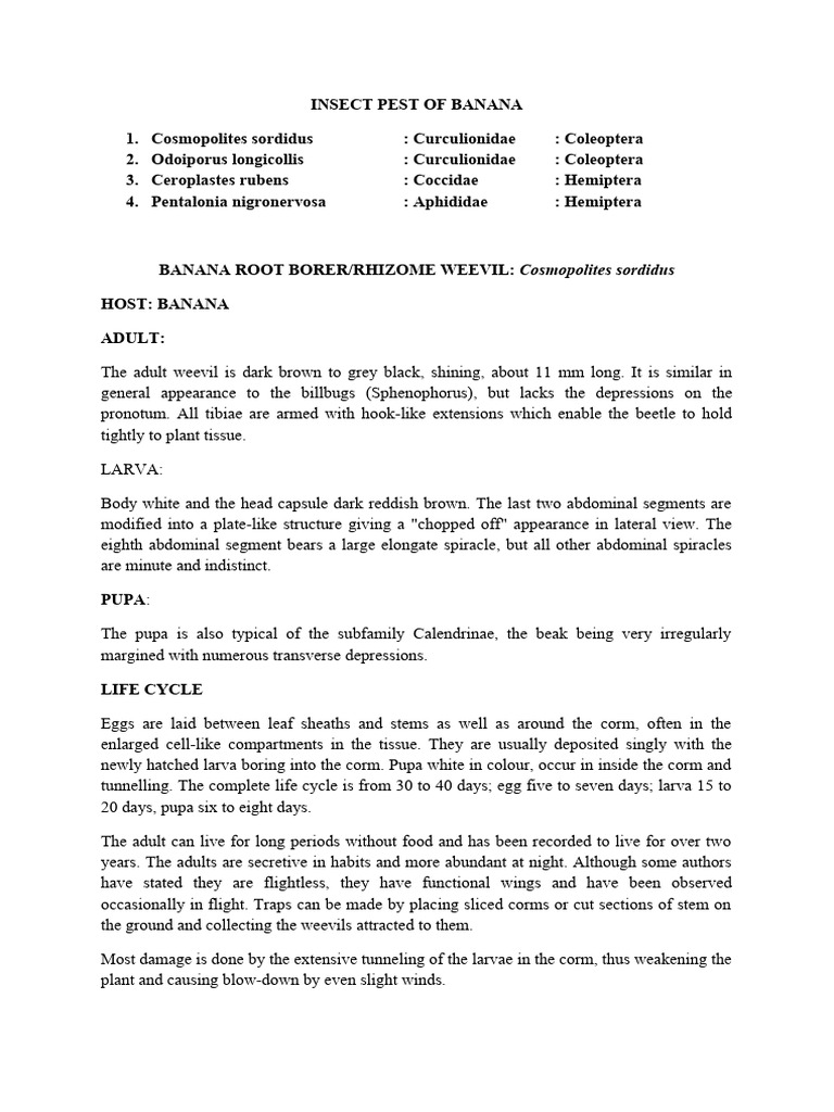 Insect Pest of Banana | PDF | Insects