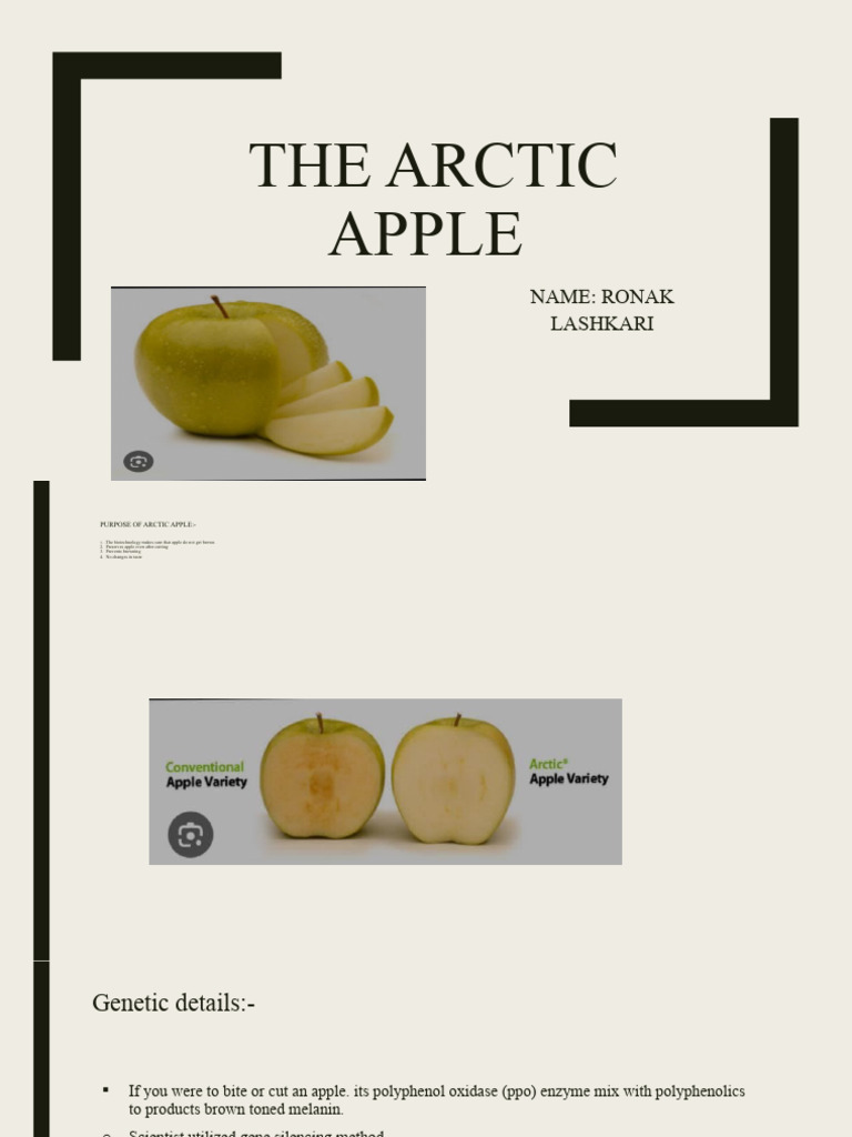 The Arctic Apple | Download Free PDF | Genetic Engineering | Rna