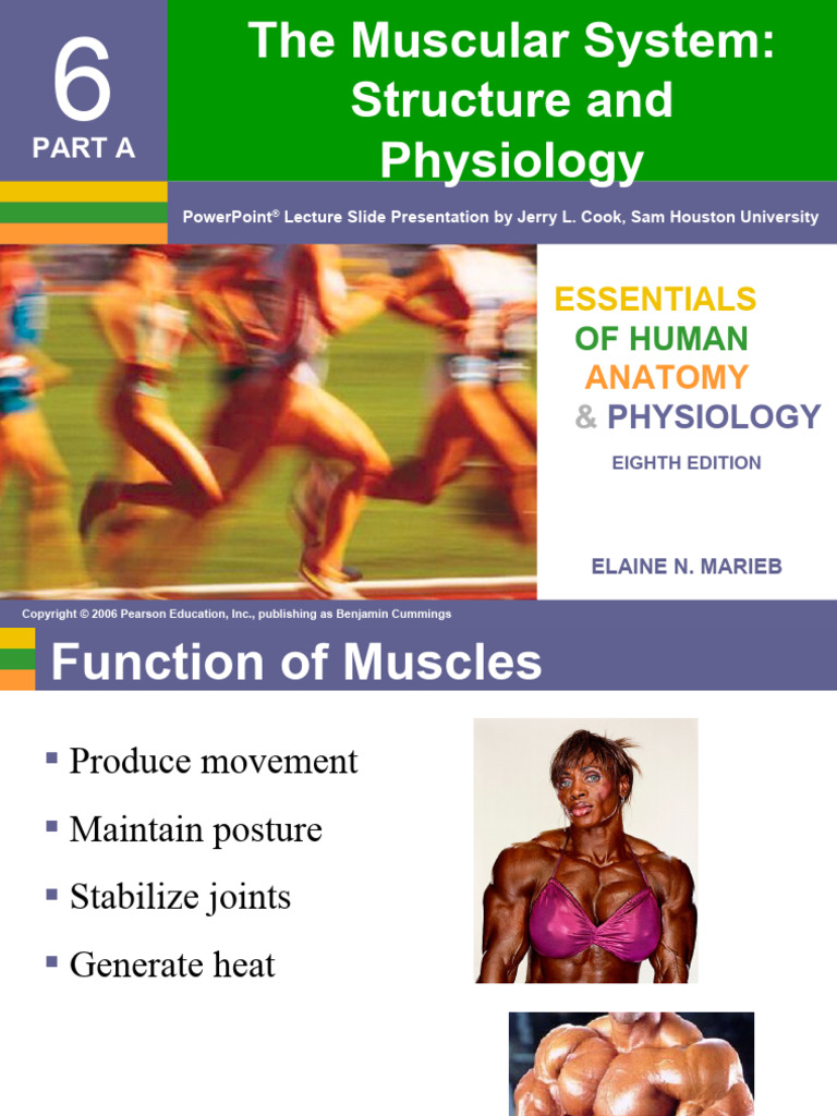 Muscular System | PDF | Muscle Contraction | Skeletal Muscle