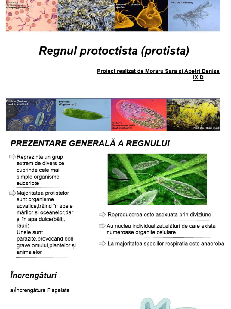 Regnul Protista | PDF