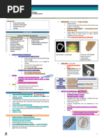 Parasite Ova and Cyst Identification Chart | PDF | Egg