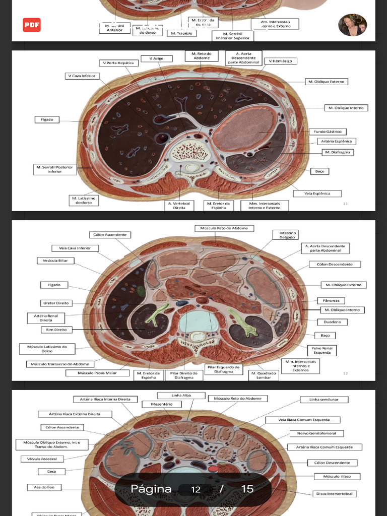 Roteiro Anatomia Seccional - Anatomia III (Versão Atualizada) .PDF - Google Driv | PDF | Fígado ...
