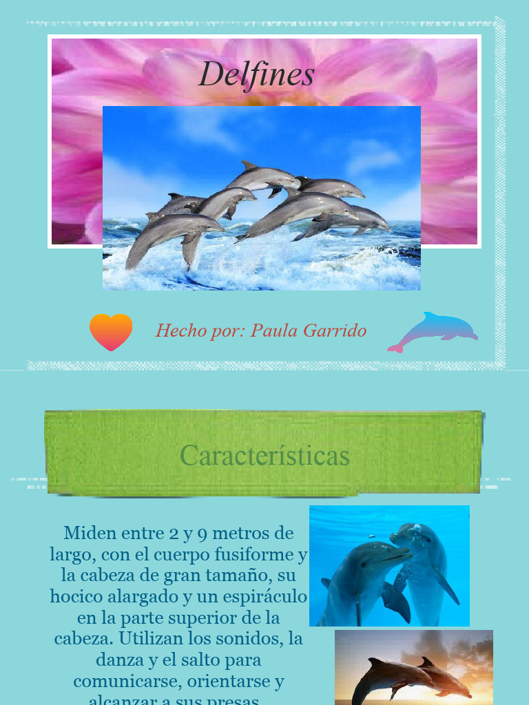 Características y tipos de delfines | PDF
