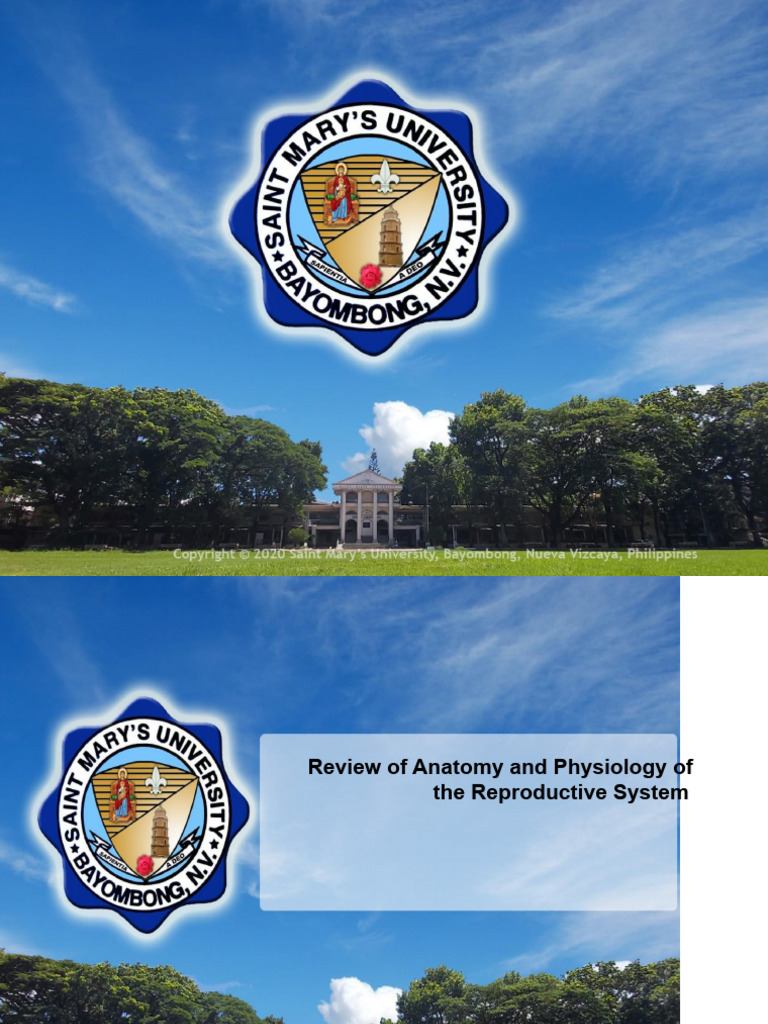 Review of The Reproductive System 4 | PDF | Menstrual Cycle | Pelvis