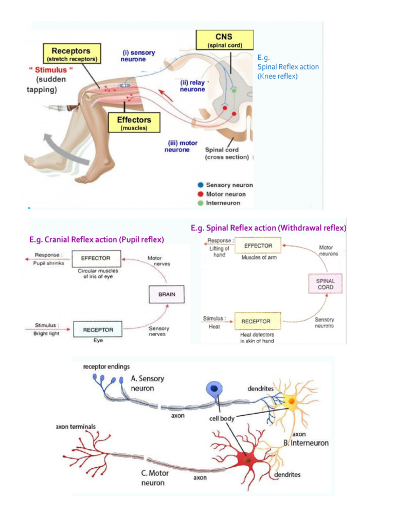 Nervous System | PDF