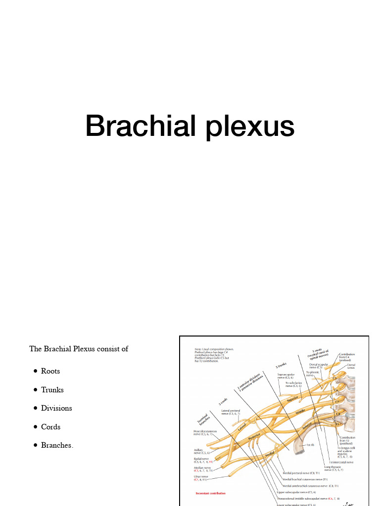 Achial Plexus | PDF | Musculoskeletal System | Limbs (Anatomy)