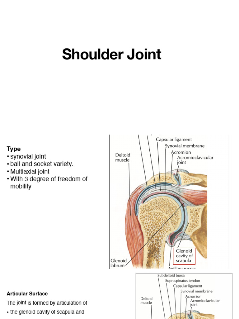 Shoulder Joint | PDF | Limbs (Anatomy) | Musculoskeletal System