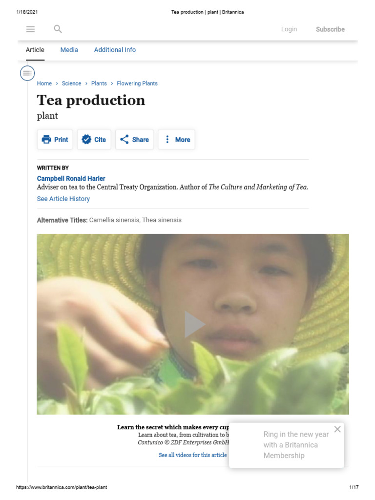 1.2.1 - Articles2 Tea Production | PDF | Plant Stem | Tea