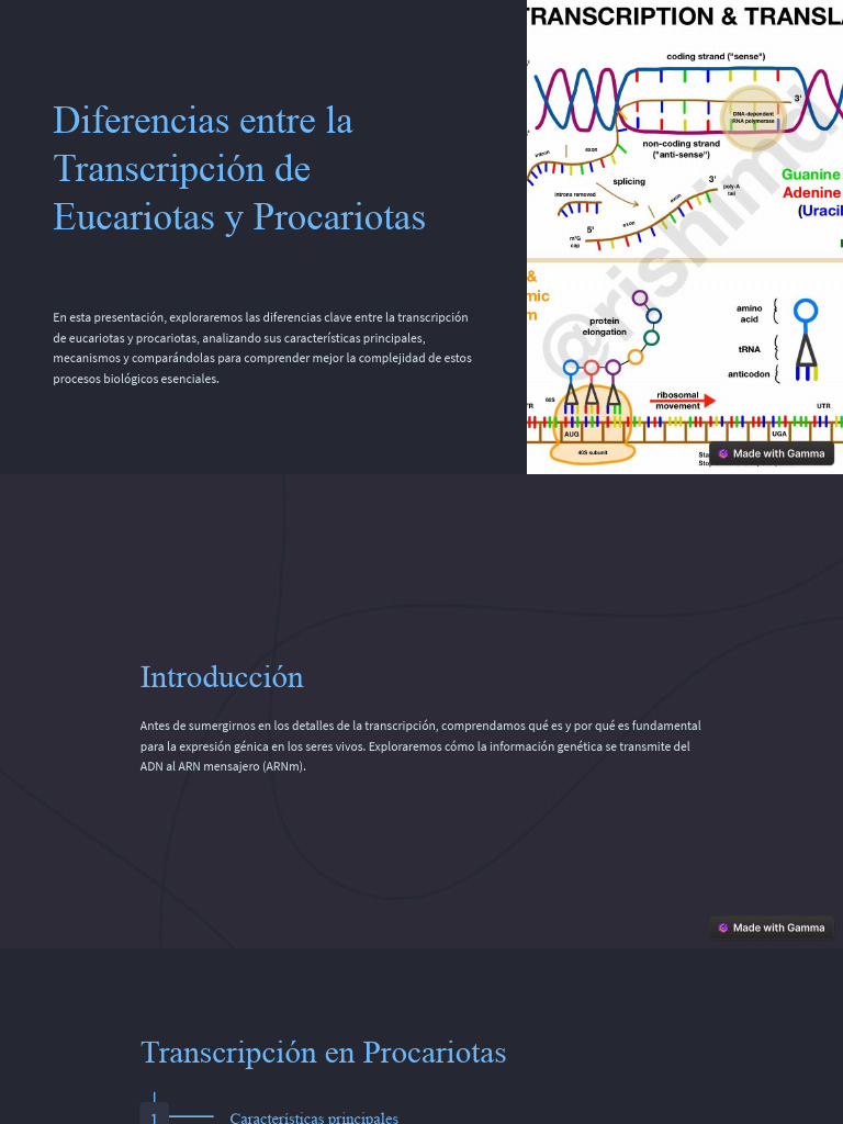 Diferencias Entre La Transcripcion de Eucariotas y Procariotas | PDF | Messenger Rna | La ...