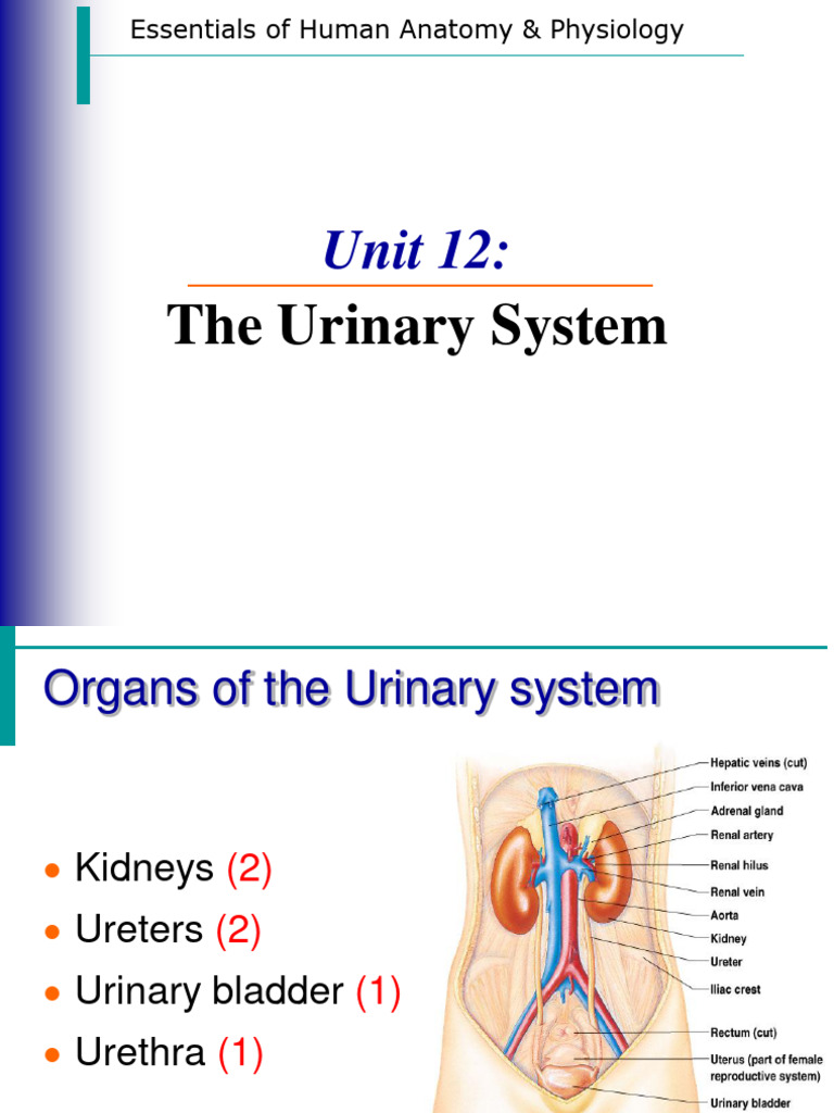 Urinary System | PDF | Kidney | Genitourinary System