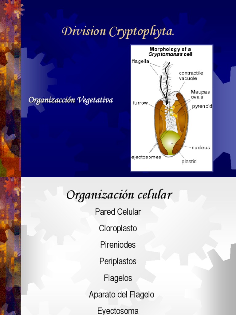 Division Cryptophyta | PDF