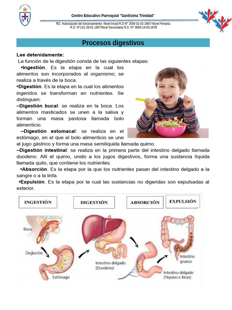 5tema Procesos Digestivos | PDF
