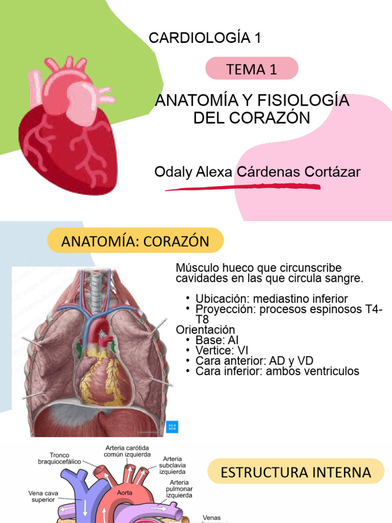 Cardiologia Tema 1 Anato Y Fisio 3 Pdf Corazón Ventrículo Corazón