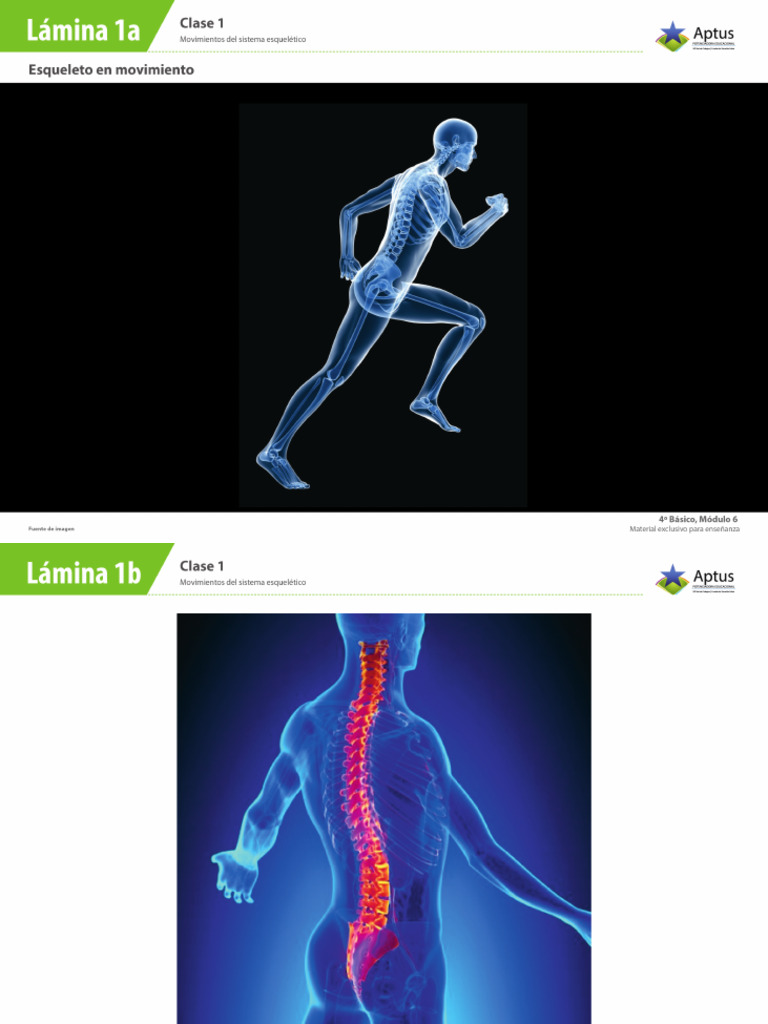 2023 4 Basico Ciencias Naturales Modulo 6 Clase 1 Laminas | PDF