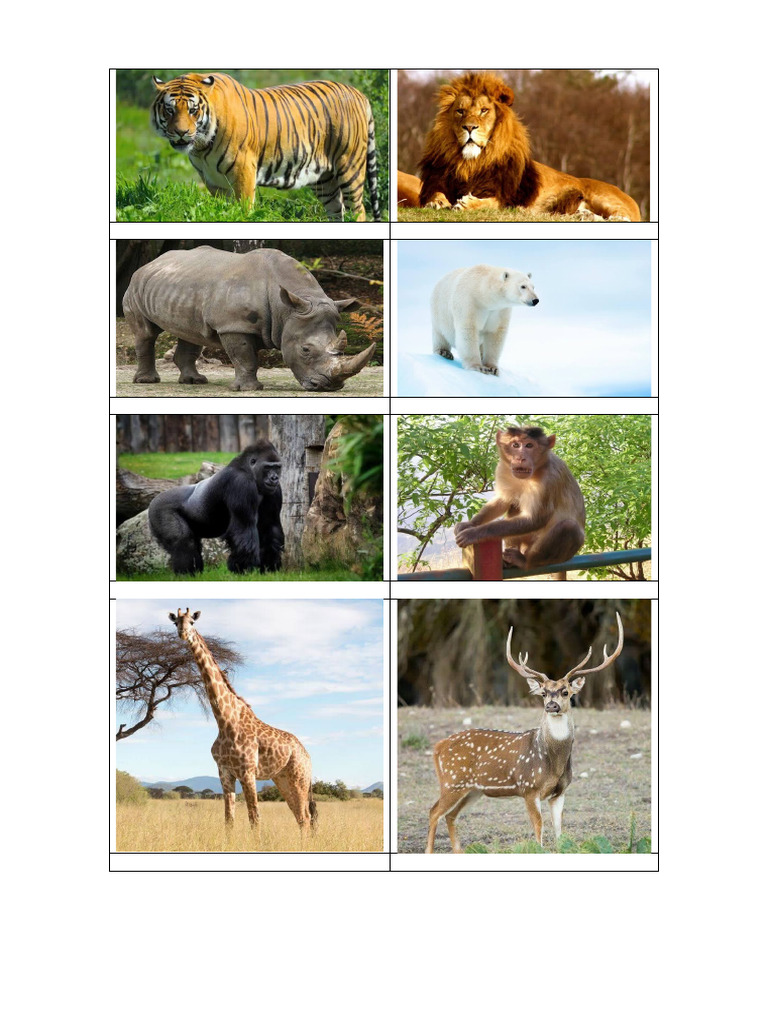 Animal | PDF