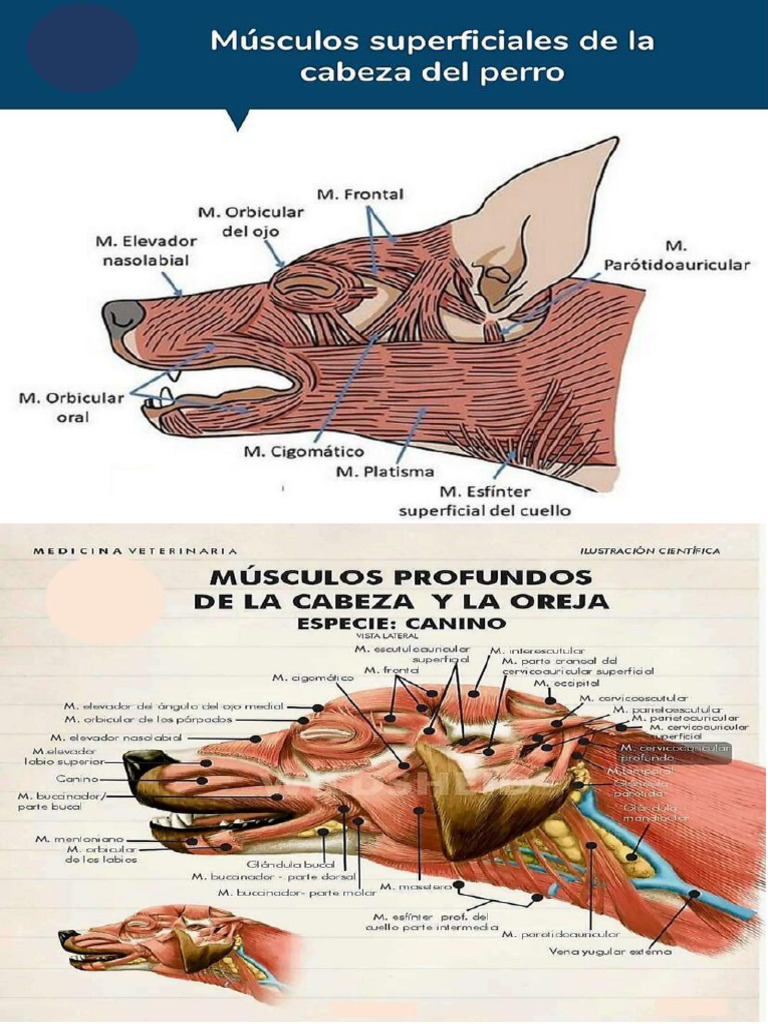 Musculos de La Cabeza ANATOMIA VETERINARIA | PDF