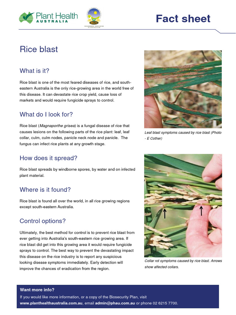 Rice Blast FS | PDF | Rice | Pest (Organism)