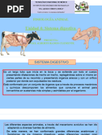 Aparato Digestivo de Las Aves | PDF | Sistema digestivo humano | Estómago