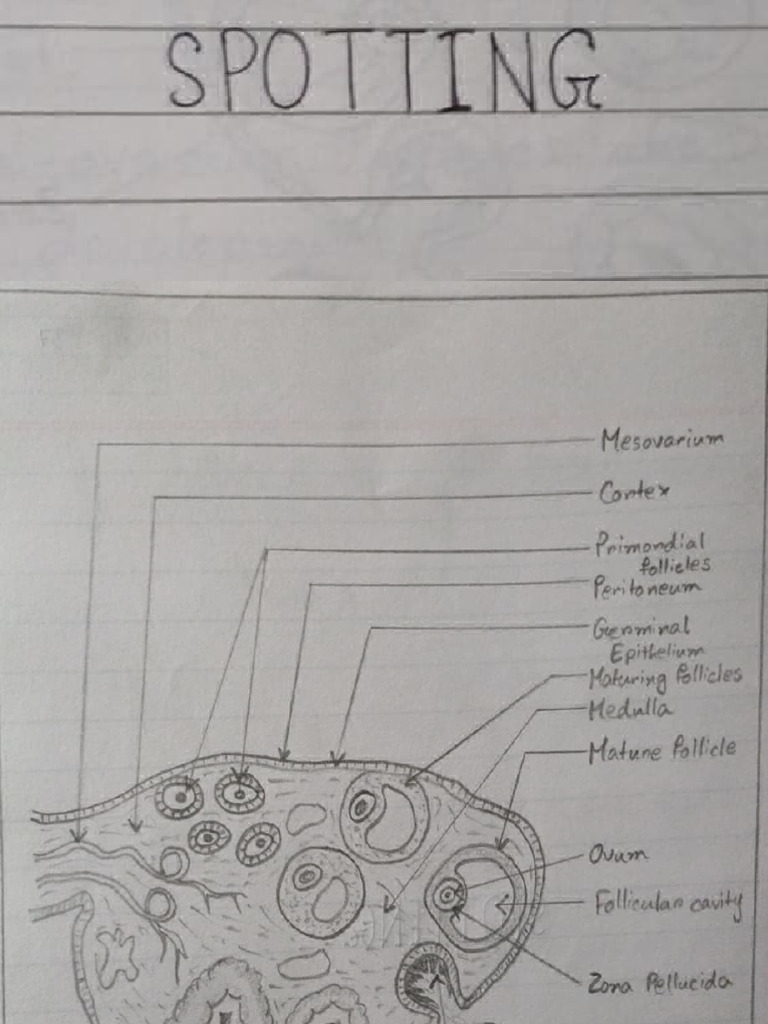 Biology Practical, Spotting | PDF | Testicle | Reproductive System