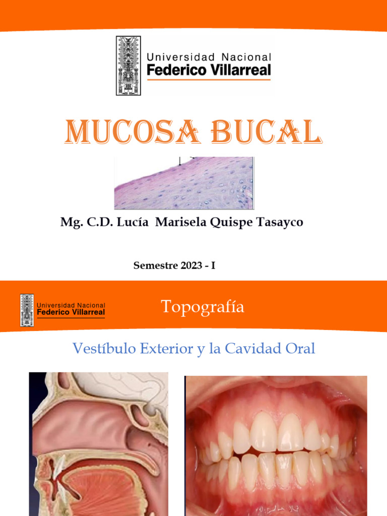 Mucosa Bucal: Estructura y Función | PDF | Epitelio | Membrana mucosa