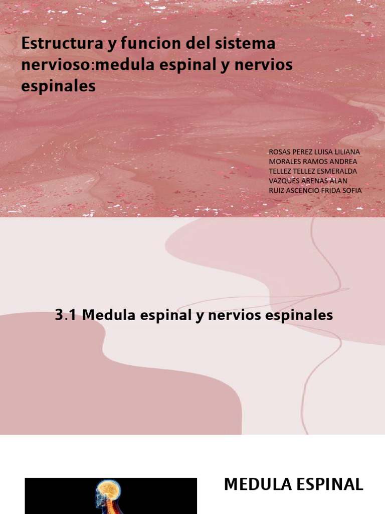 Sistema Nervioso 1 | PDF | Médula espinal | Sistema nervioso