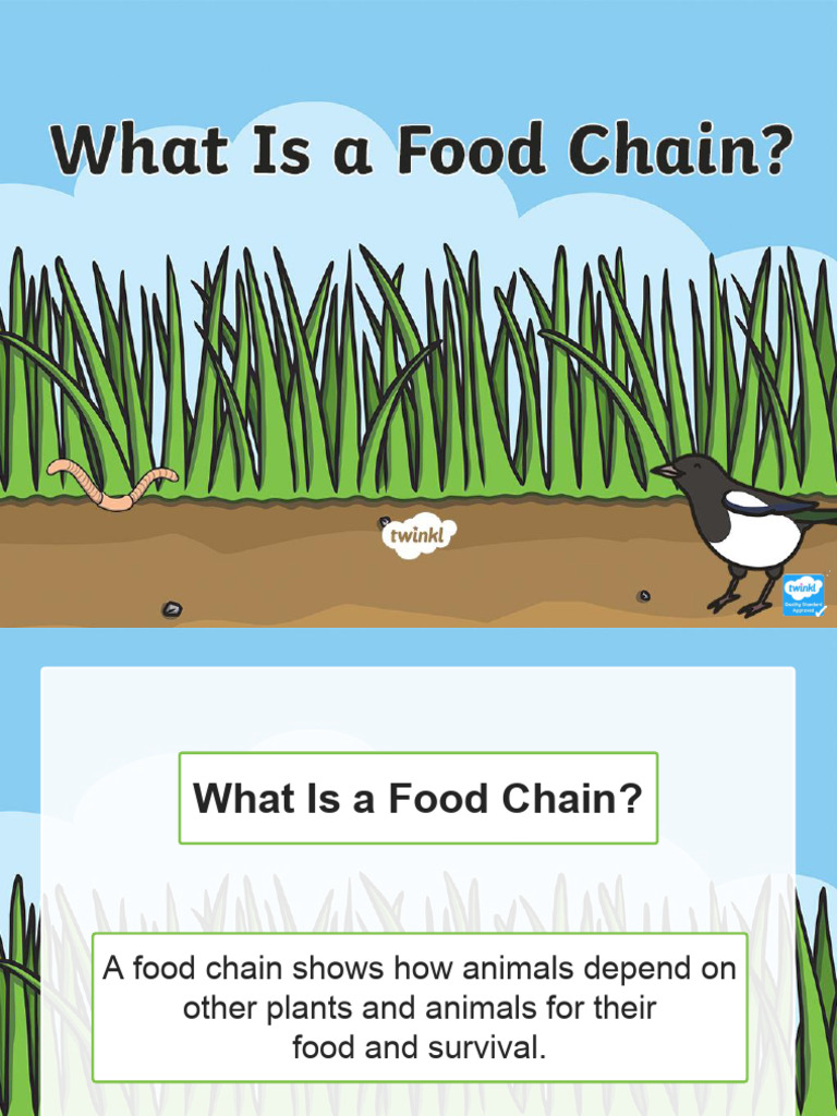Understanding Food Chains for Kids | PDF