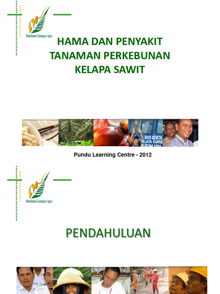 Hama dan Penyakit Kelapa Sawit | PDF