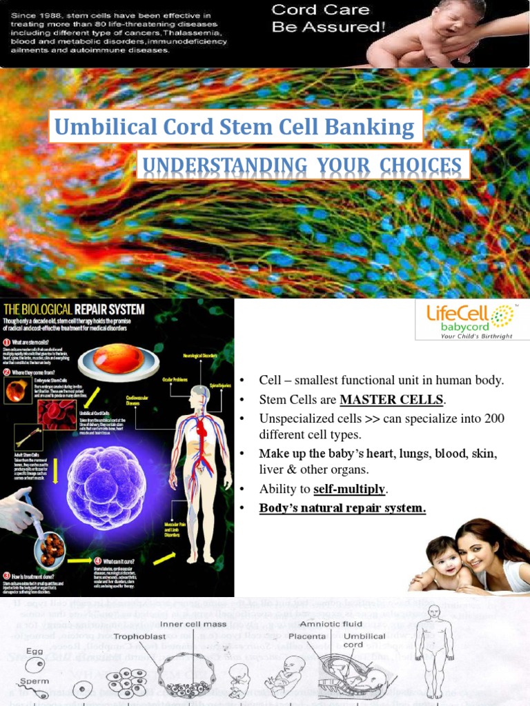 Lifecell Cord Blood Stemcell Banking | PDF | Hematopoietic Stem Cell ...