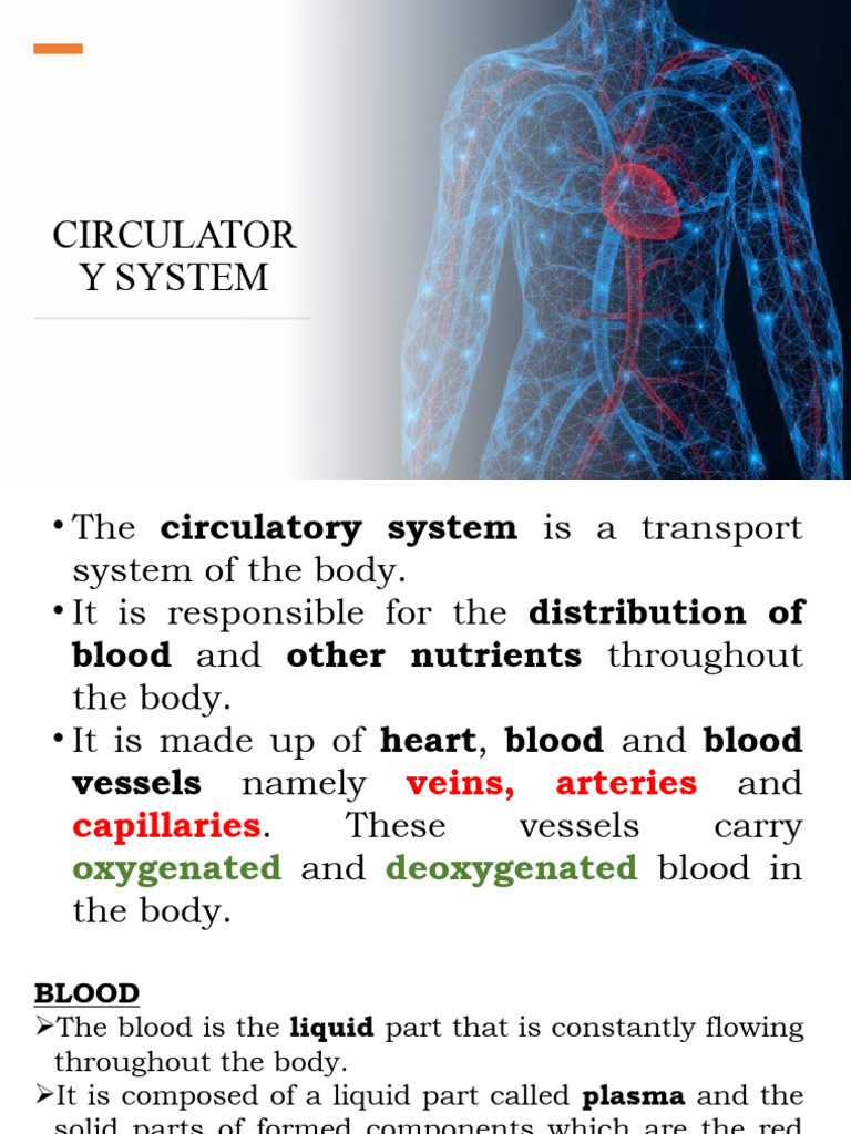 Circulatory System | PDF