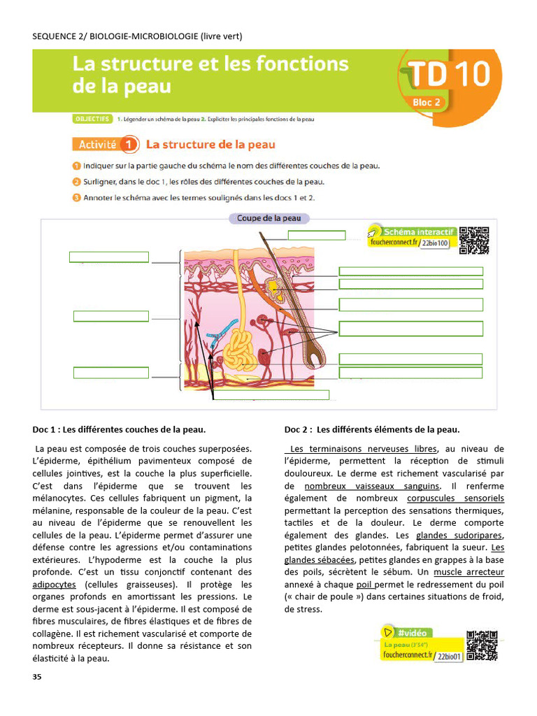 TD 10 Structure Et Fonctions de La Peau | Download Free PDF | Peau ...