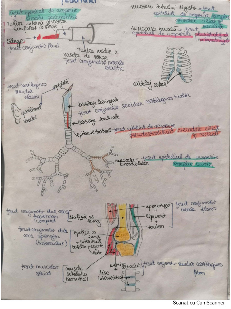 Bio Admitere Tesuturi | PDF